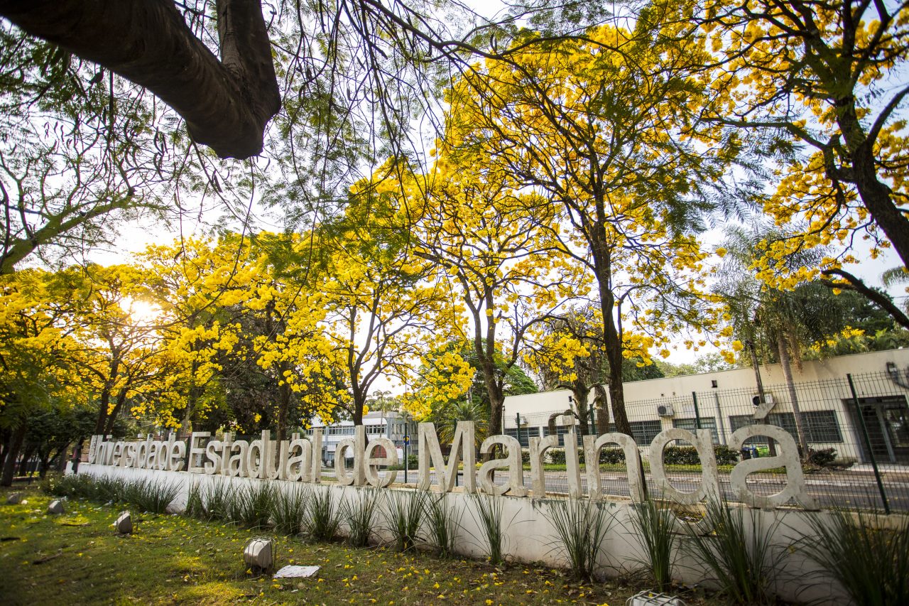 Descobrindo a UEM: Conheça a história da universidade, eleita como a ...