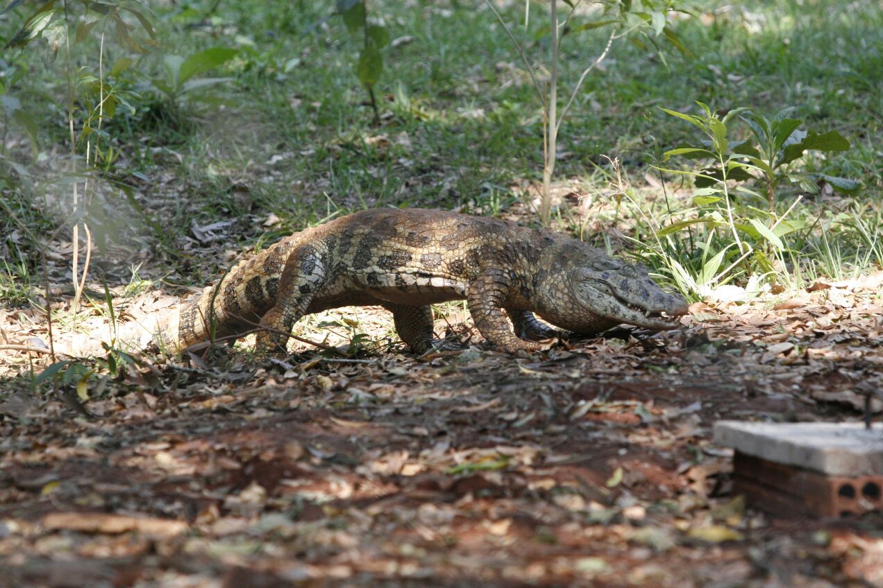 Há 11 anos Parque do Ingá deixou de ter zoológico; VEJA FOTOS - GMC Online