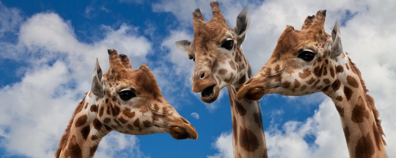 Você sabe quem está ao seu lado? - GMC Online