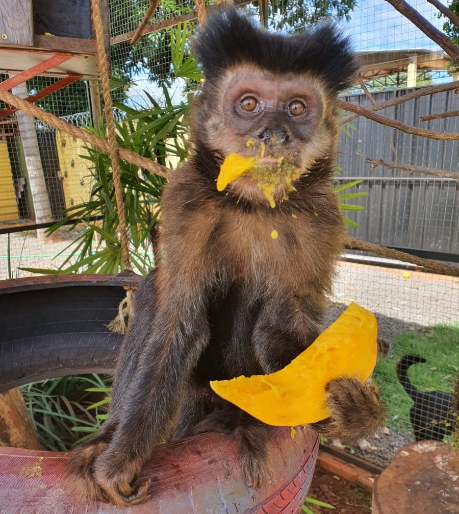 Conheça a história do Mucky, o macaco que vive em uma ONG de Maringá ...