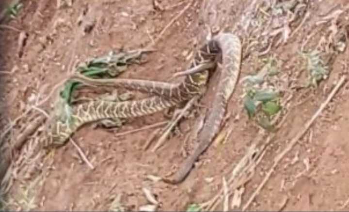 Pescadores flagram acasalamento de cobras na margem do Rio Ivaí