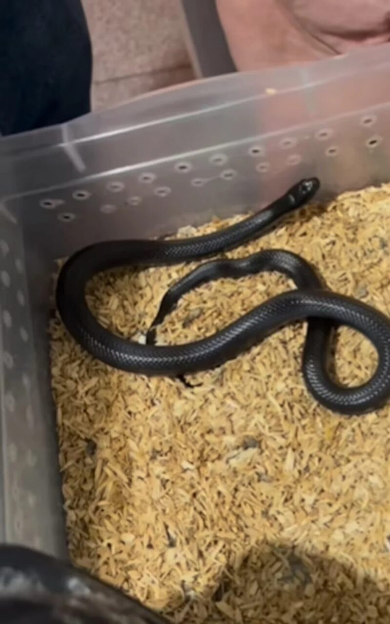 Polícia apreende mais de 40 cobras com homem que vendia animais pela ...