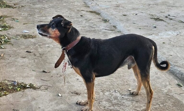 Idosa é atacada por cachorro e tem rosto desfigurado em Maringá