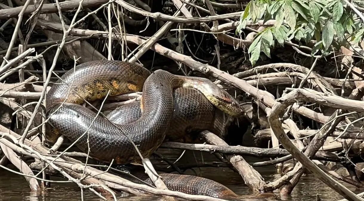 Anaconda: O que se sabe sobre a nova espécie gigante de sucuri ...
