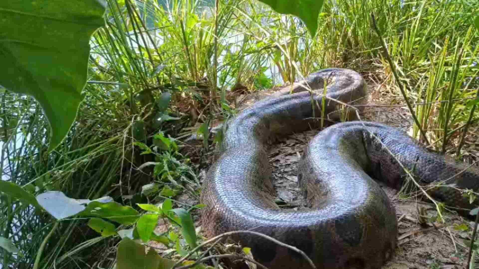 Assumiu trono de rainha: Conheça a herdeira da maior sucuri do mundo