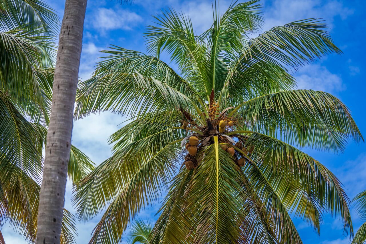 7 árvores frutíferas para nunca ter no pomar ou quintal de casa