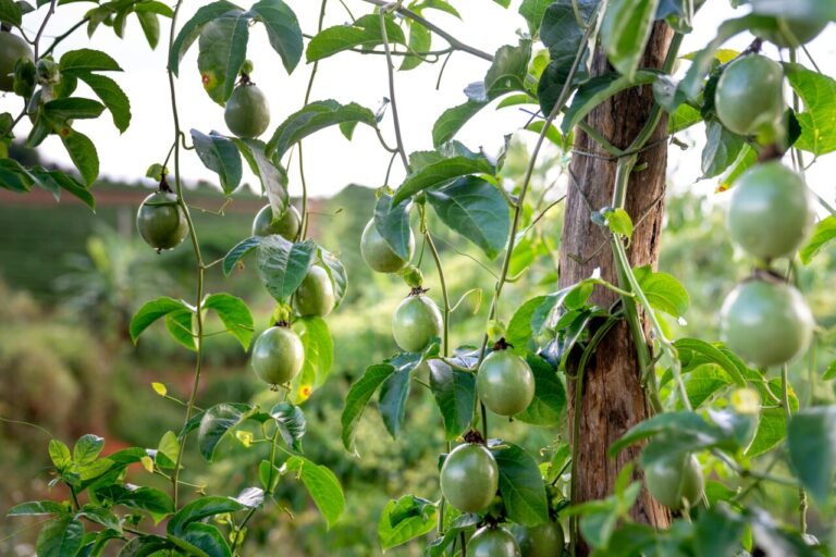 7 árvores frutíferas para nunca ter no pomar ou quintal de casa