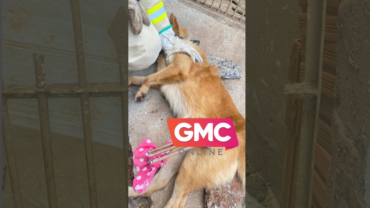 Veja como está o estado do cachorro que ficou empalado no portão