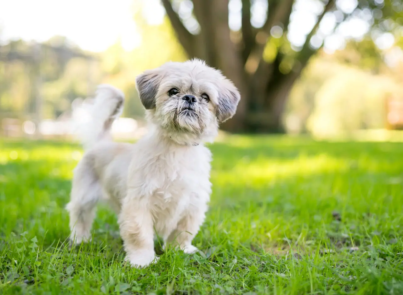 Raças de cachorro mais populares no Brasil