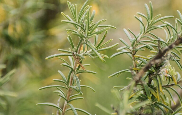 7 plantas para blindar sua casa contra olho gordo e inveja dos vizinhos